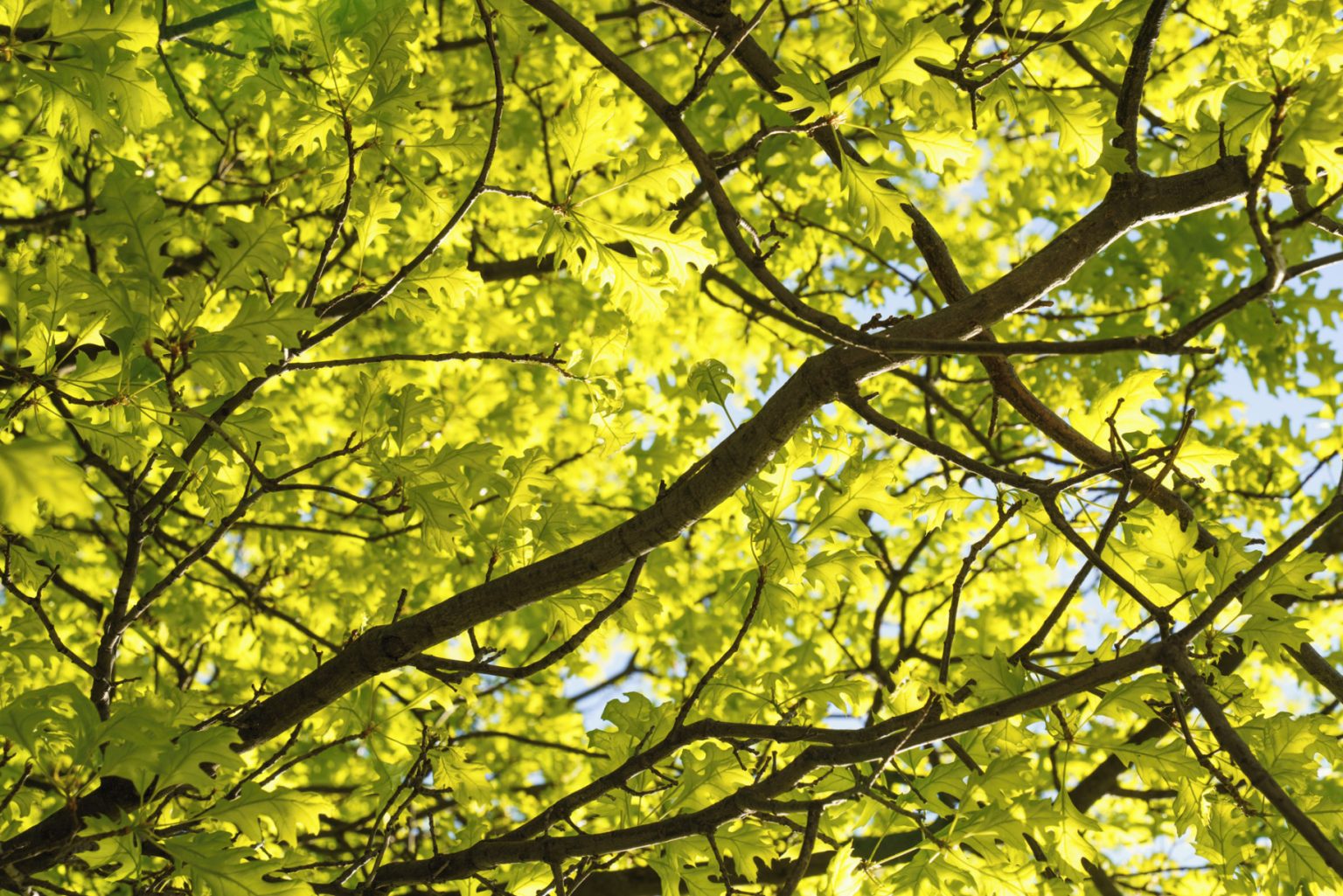 Vision and Values - Cornwall Mind